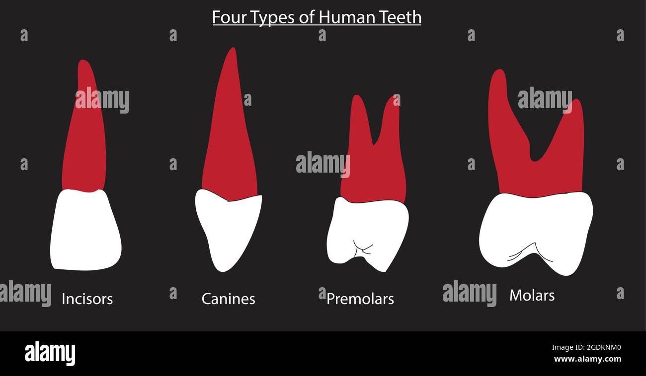 incisors, canines, premolars, molars, and third molars, types of teeth ...