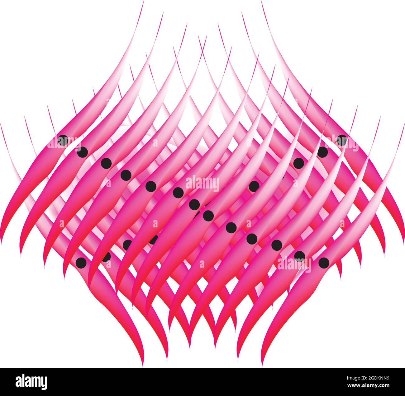 Smooth muscle tissue hi-res stock photography and images - Alamy