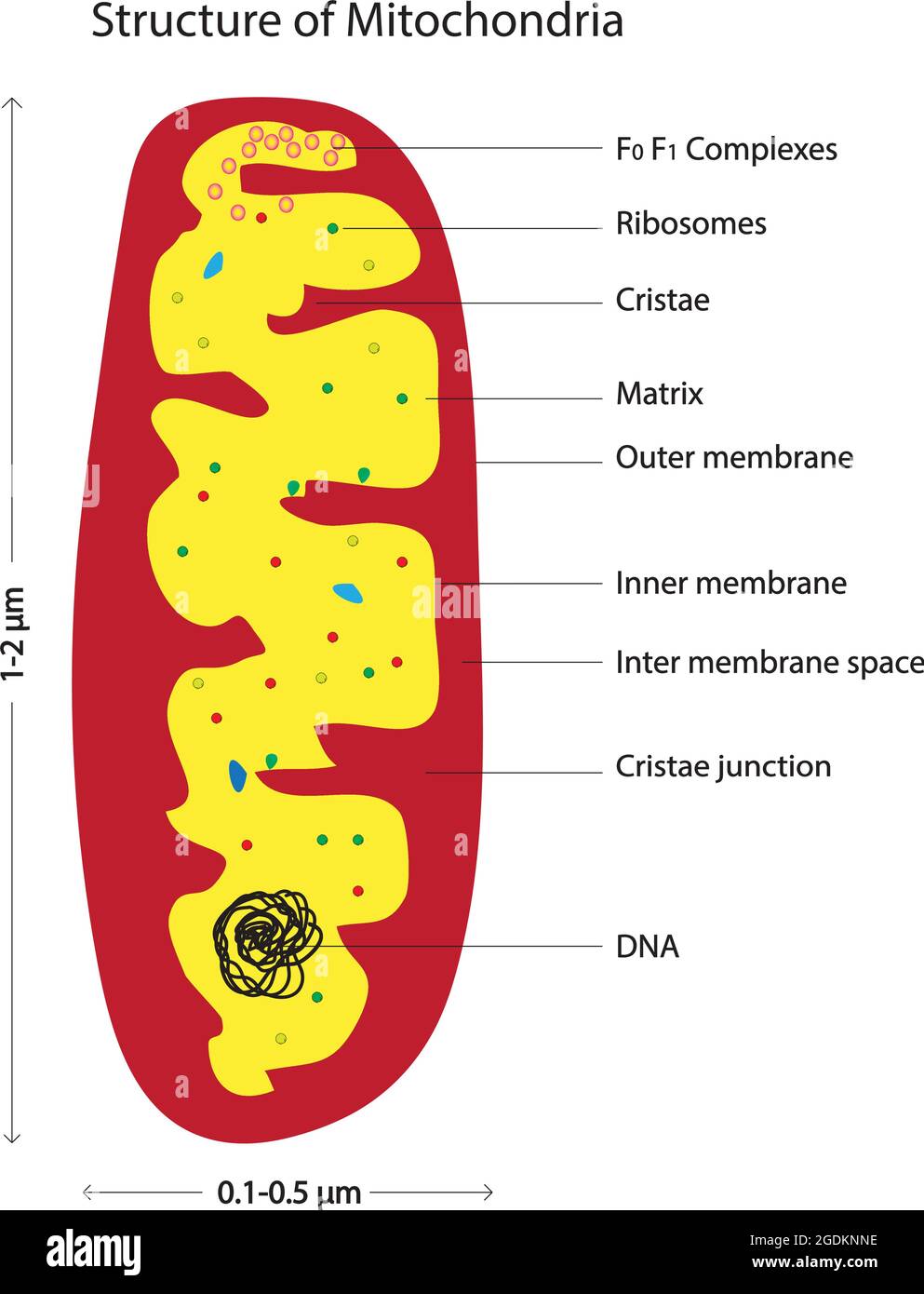 Membrane bound organelle hi-res stock photography and images - Alamy