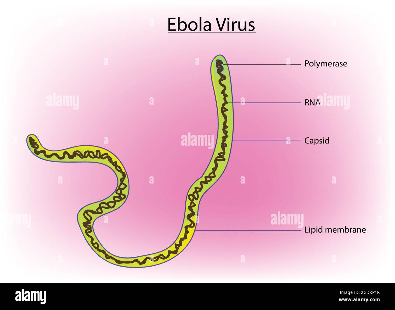 Ebola Virus Structure