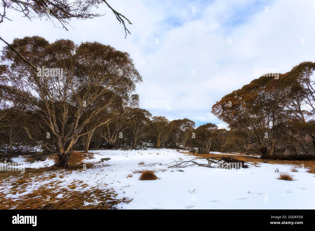 Winter season in Snowy Mountains of Australia - snowgum trees on snow ...