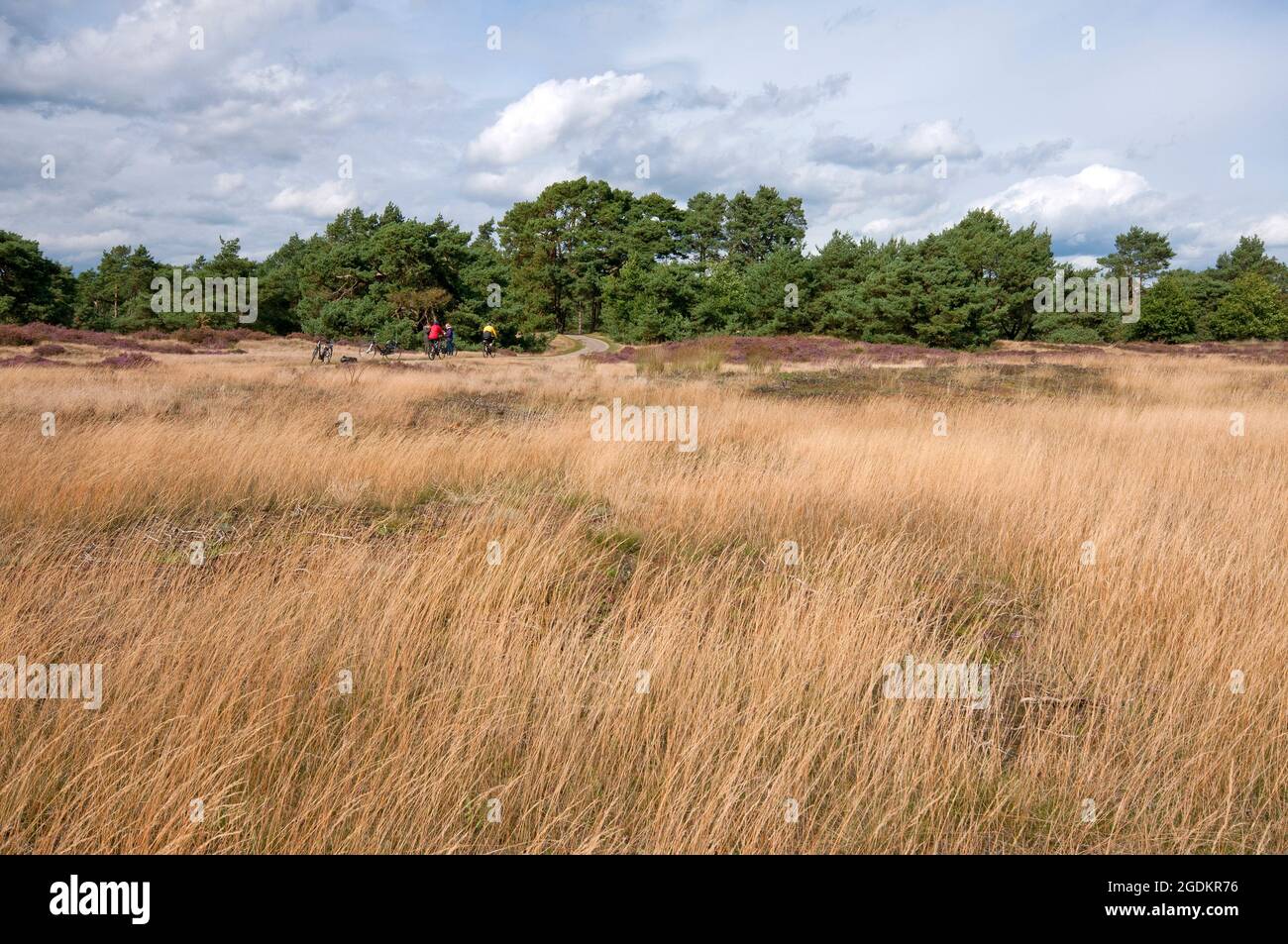 Landscape in De Hoge Veluwe National Park, Netherlands Stock Photo - Alamy