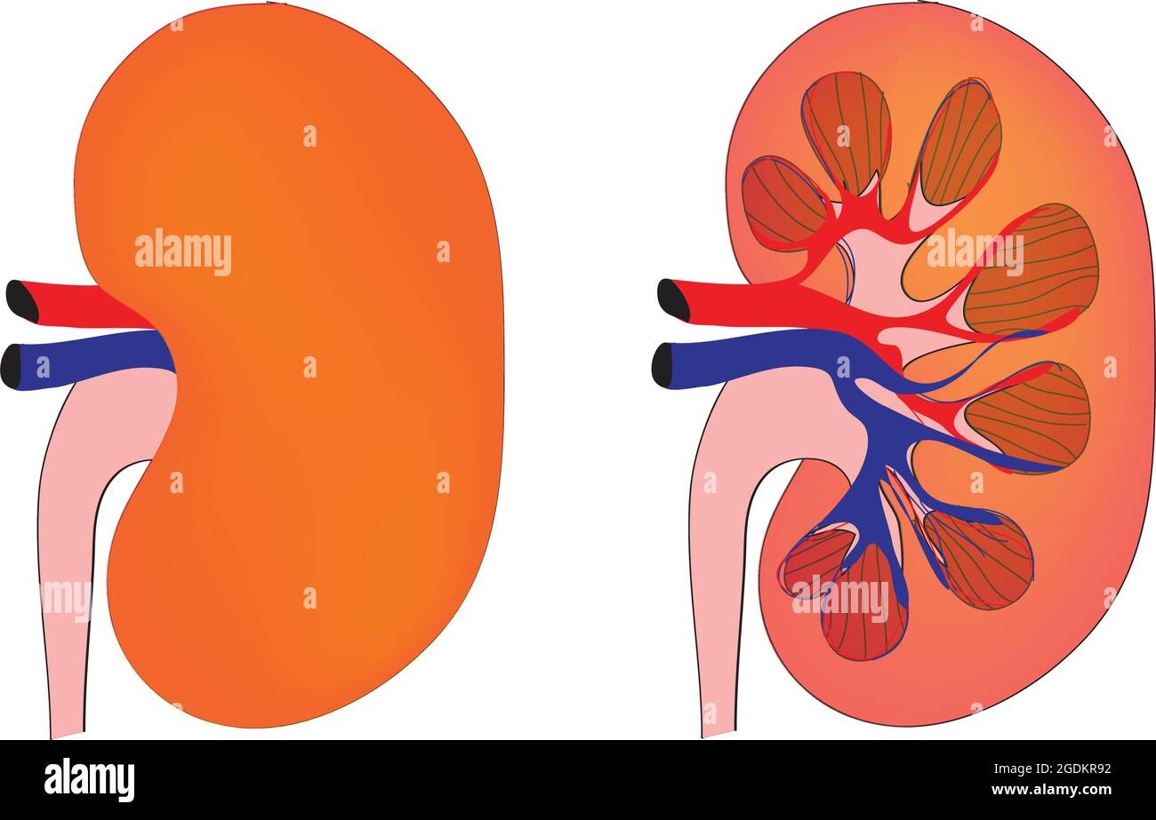 Inner and outer structure of human kidney, Outer and inner structure of ...