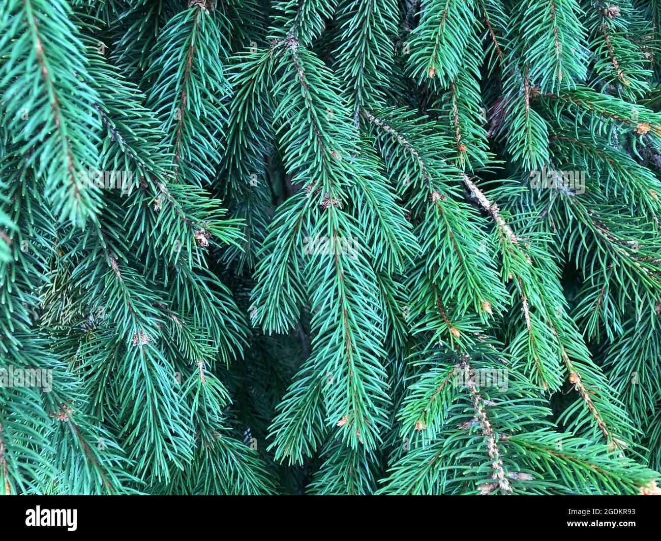 Pine needles christmas hi-res stock photography and images - Alamy