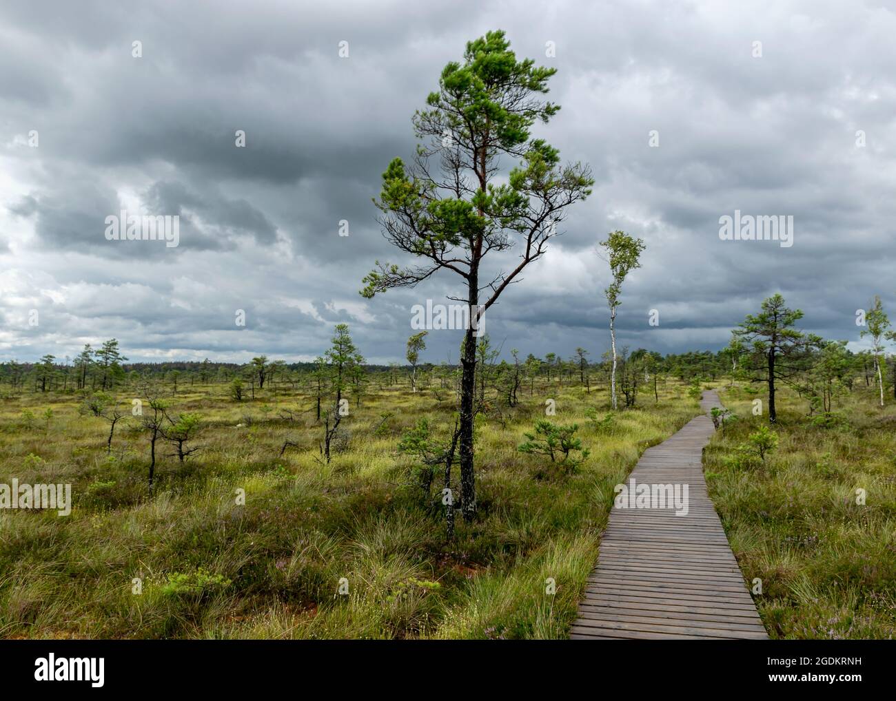 summer landscape from the bog, bog after rain, wet wooden footbridges ...