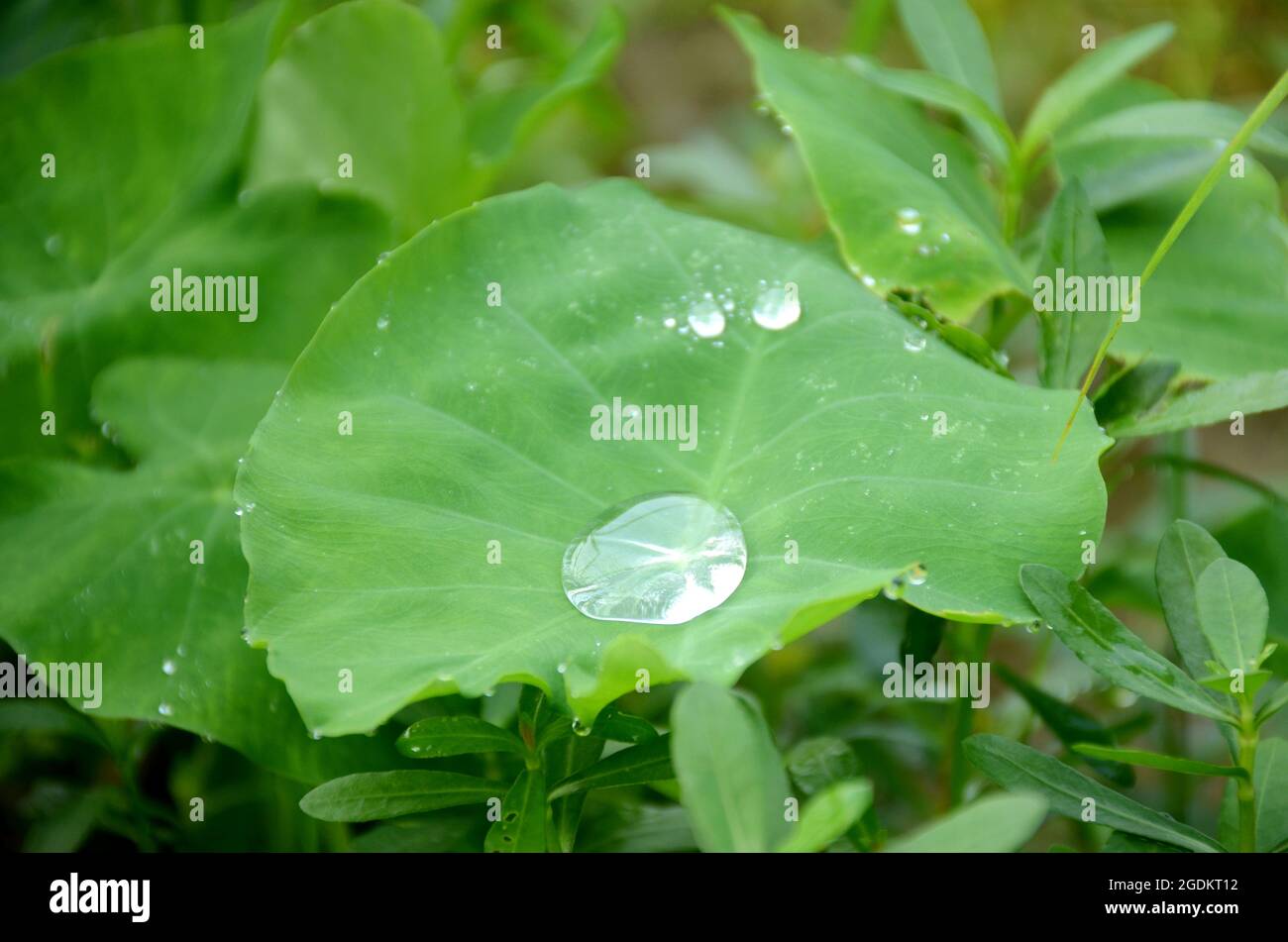 Arabic leaf hi-res stock photography and images - Alamy