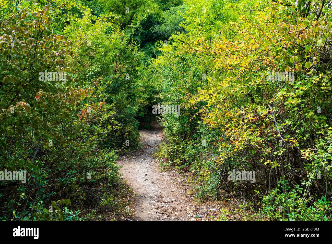Path between trees in the forest Stock Photo - Alamy