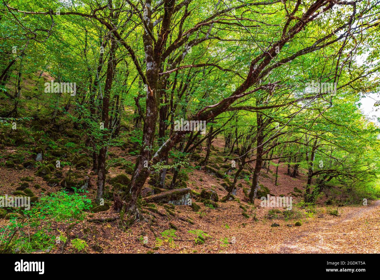 Beautiful mysterious green forest scene Stock Photo - Alamy