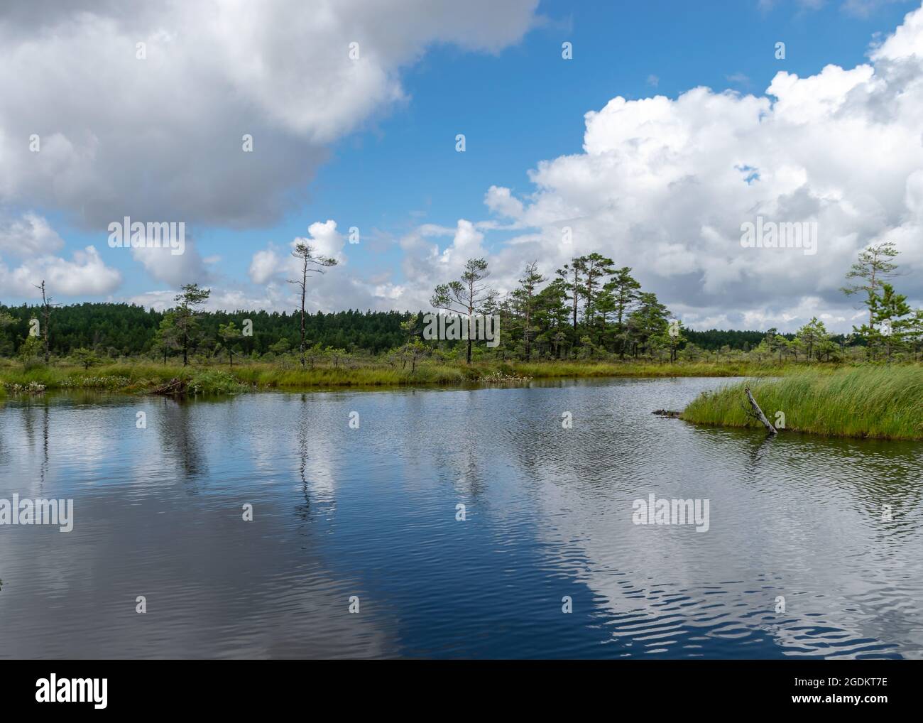 summer landscape from the bog, bog after rain, bog lake, dark storm ...