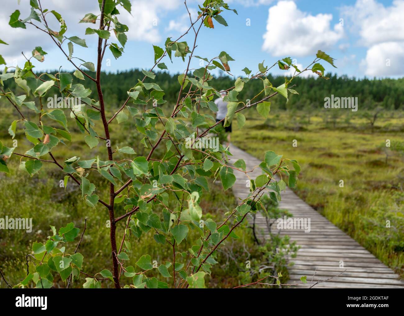 summer landscape from the bog, bog after rain, wet wooden footbridges ...