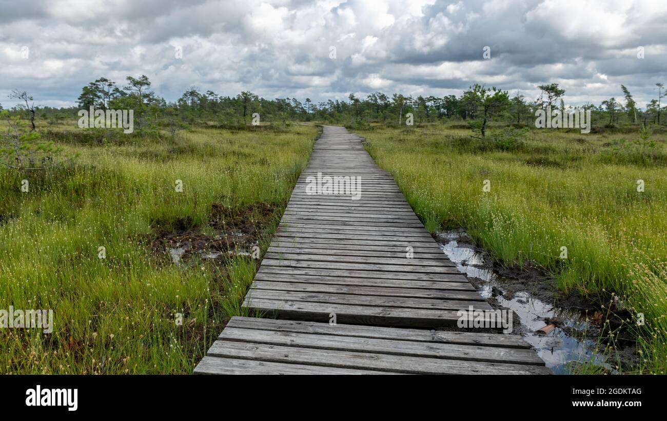 summer landscape from the bog, bog after rain, wet wooden footbridges ...