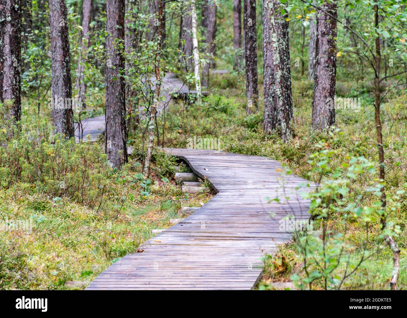 summer landscape from the bog, bog after rain, wet wooden footbridges ...