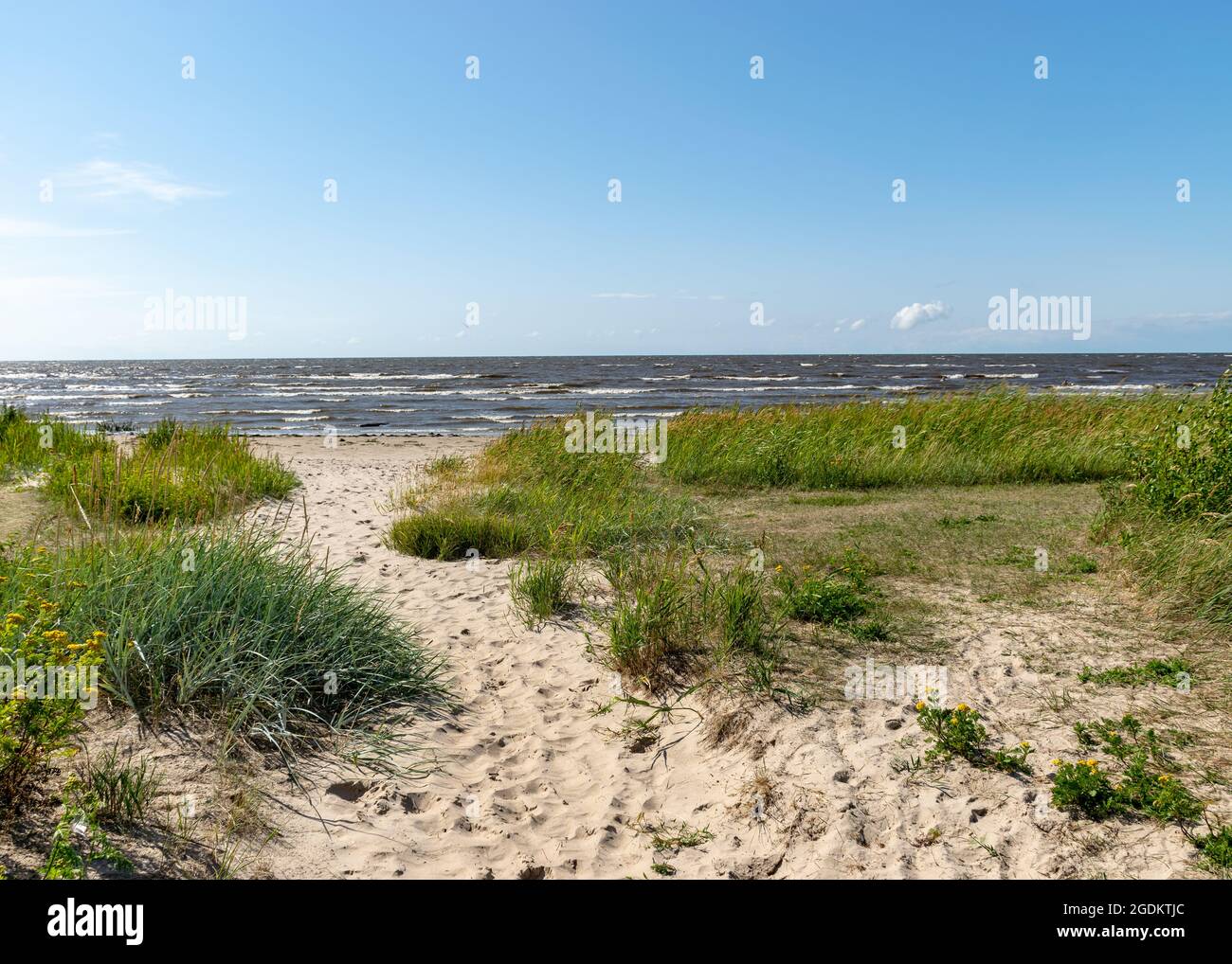 traditional seaside landscape from Estonia, sea grasses and rocks in ...