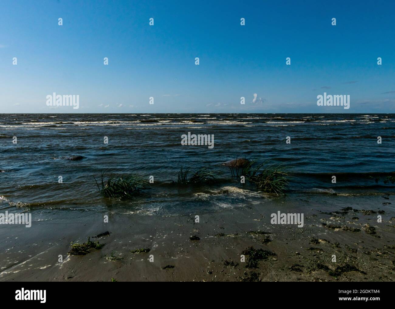 traditional seaside landscape from Estonia, sea grasses and rocks in ...