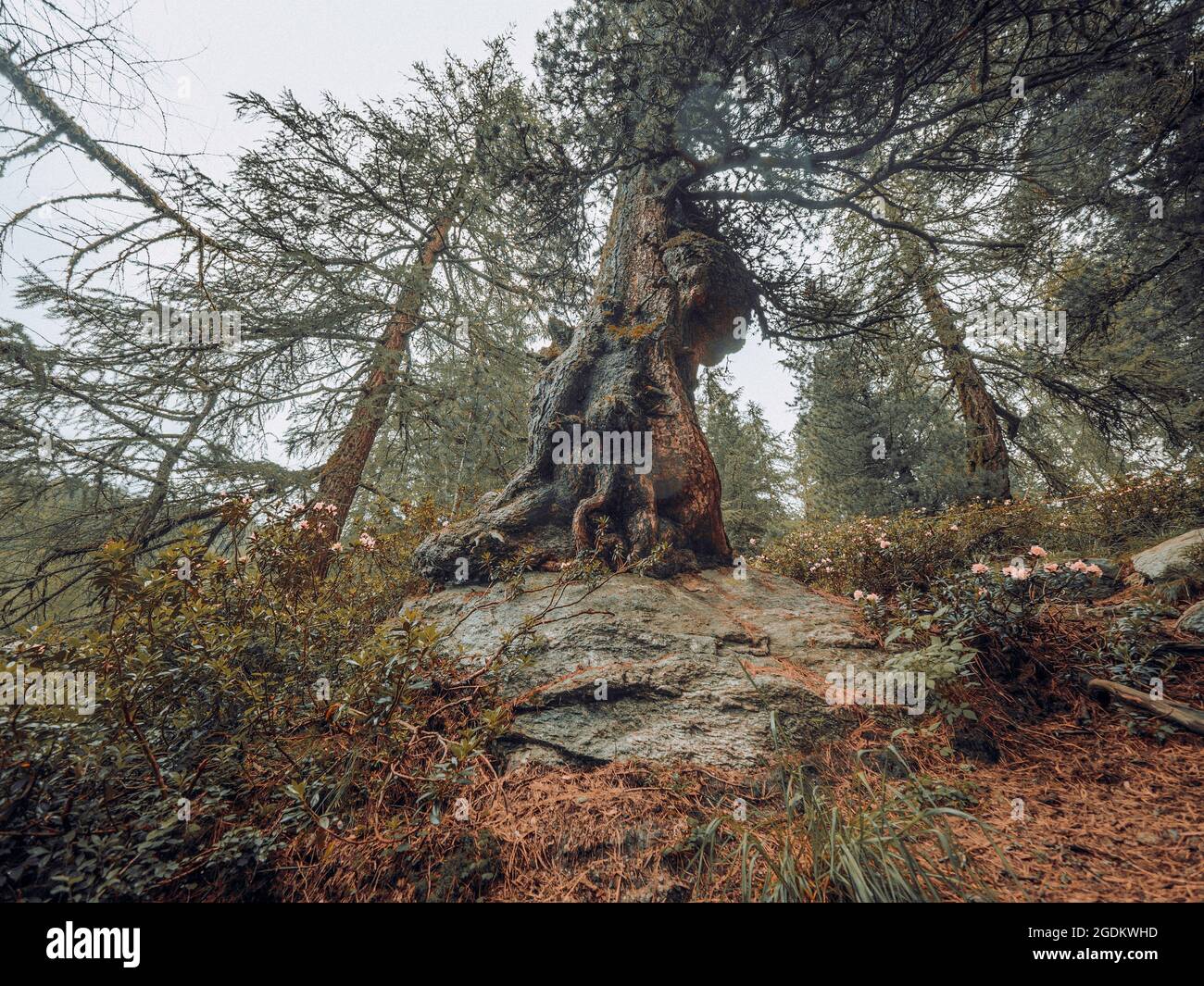 Dense lush alpine forests in Switzerland. The pine trees, rocks, moss ...