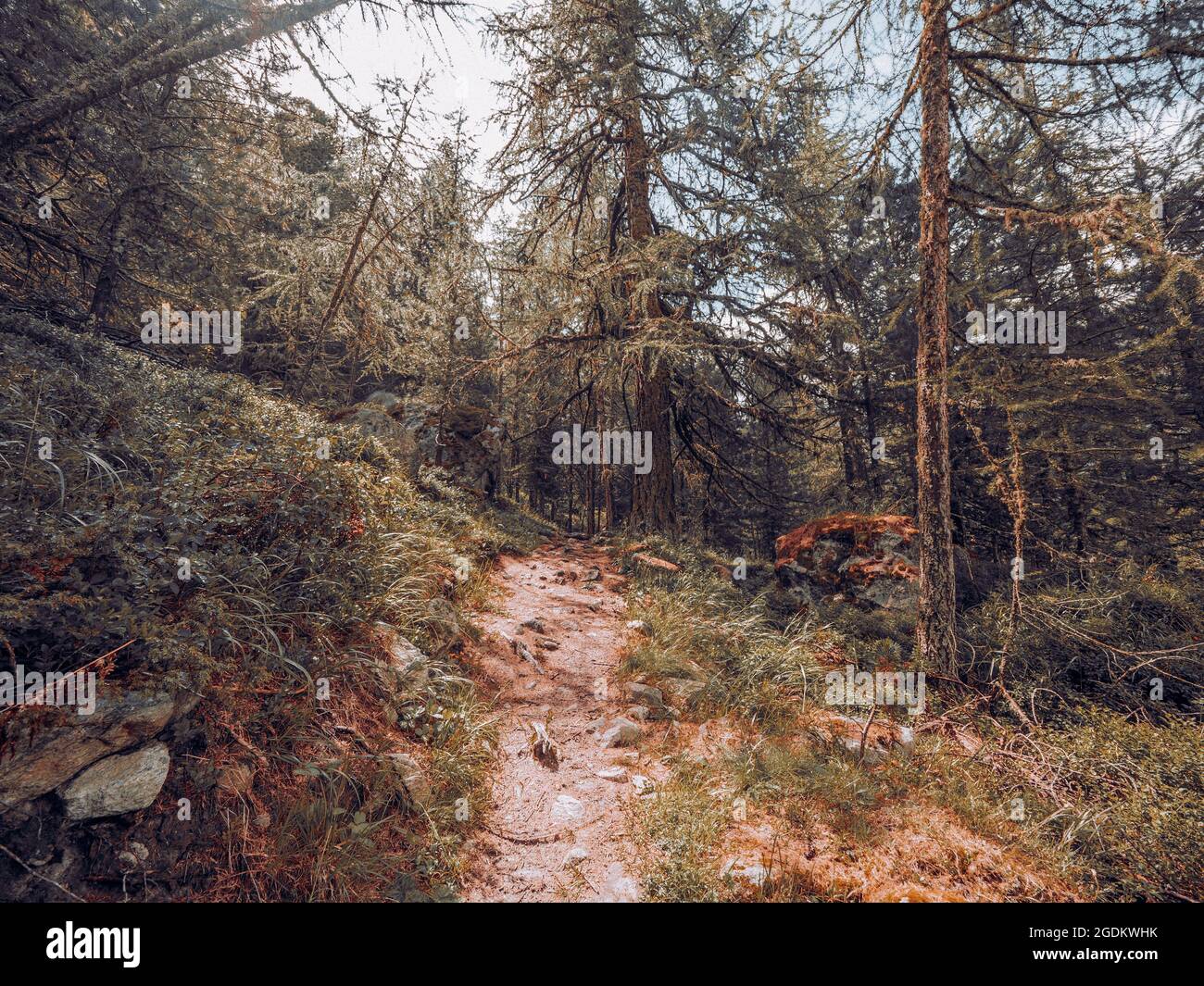 Dense lush alpine forests in Switzerland. The pine trees, rocks, moss ...