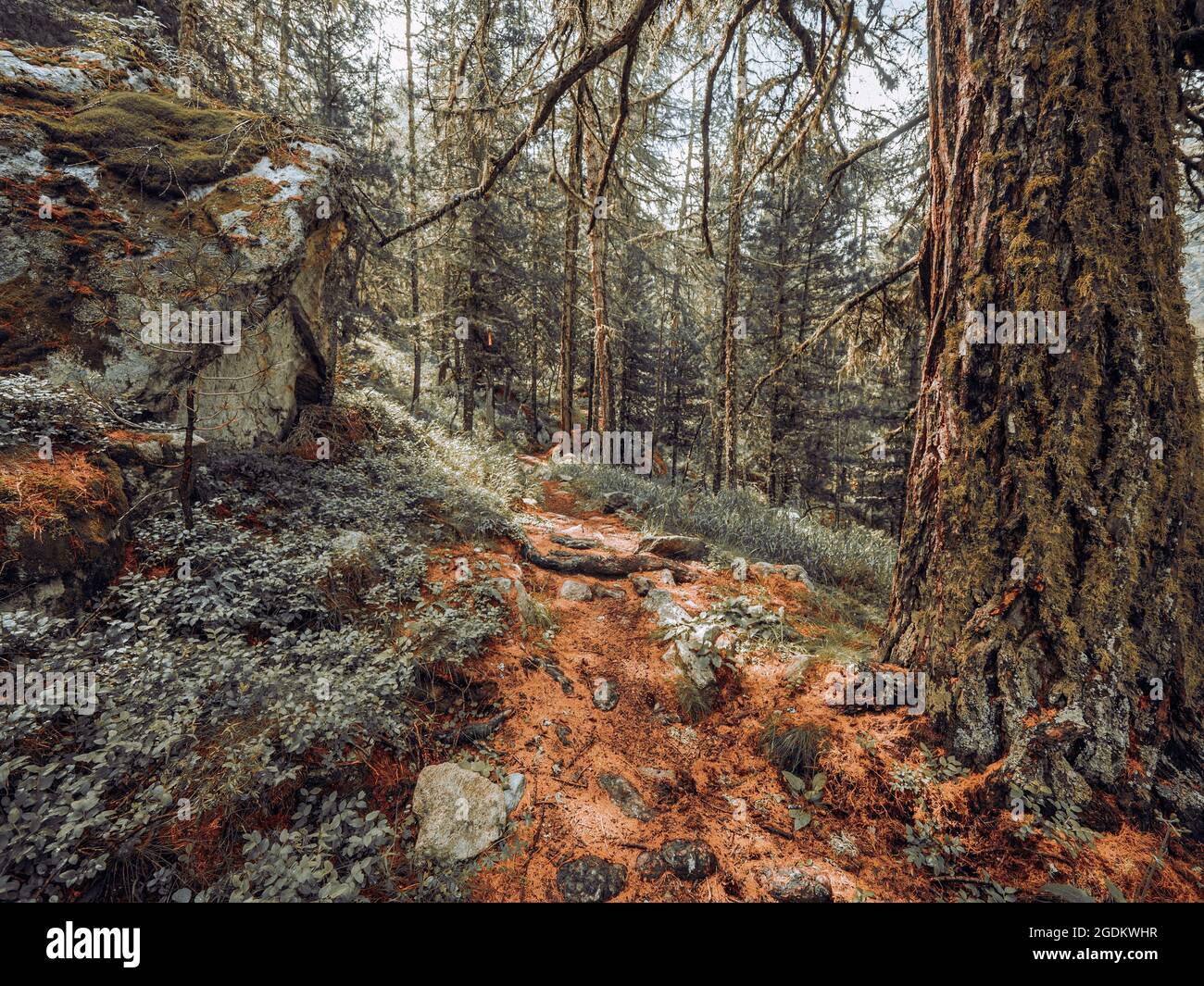 Dense lush alpine forests in Switzerland. The pine trees, rocks, moss ...
