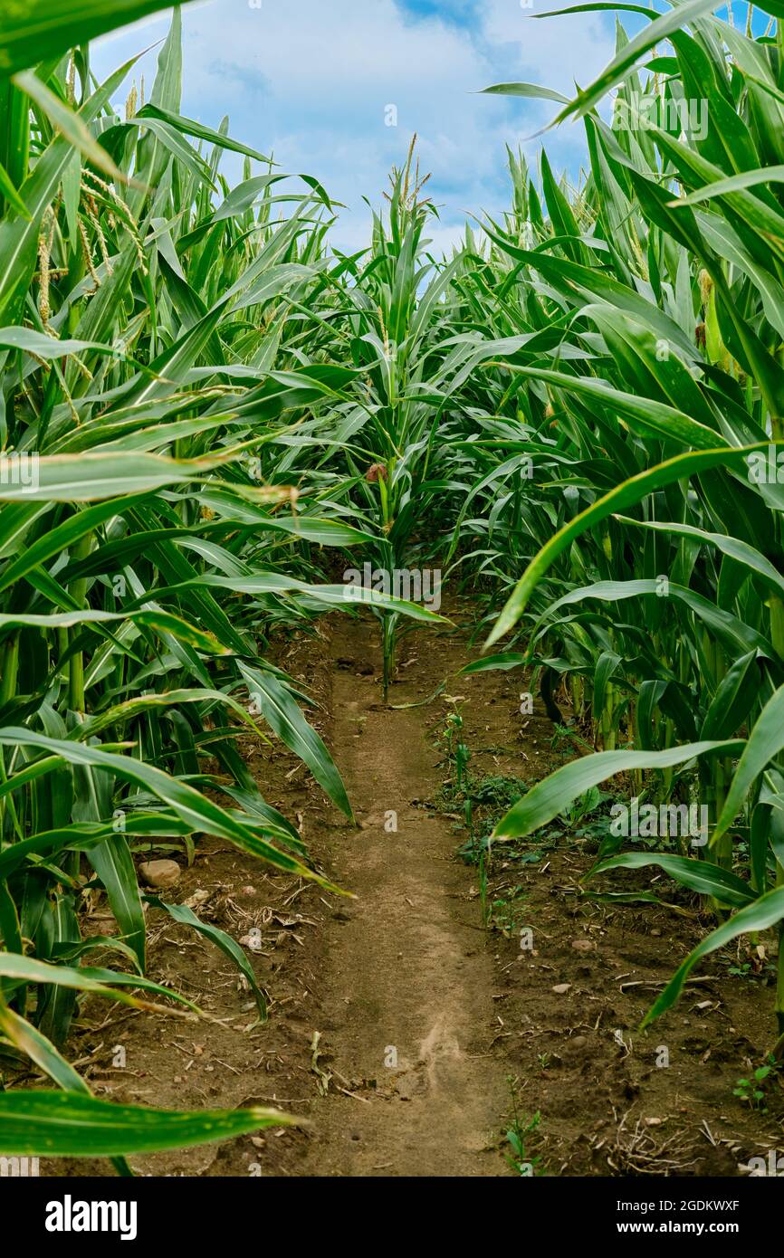 Maize maze footpath hi-res stock photography and images - Alamy