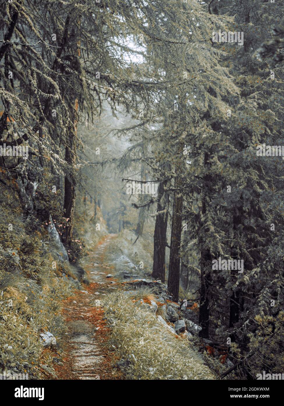 Dense lush alpine forests in Switzerland. The pine trees, rocks, moss ...