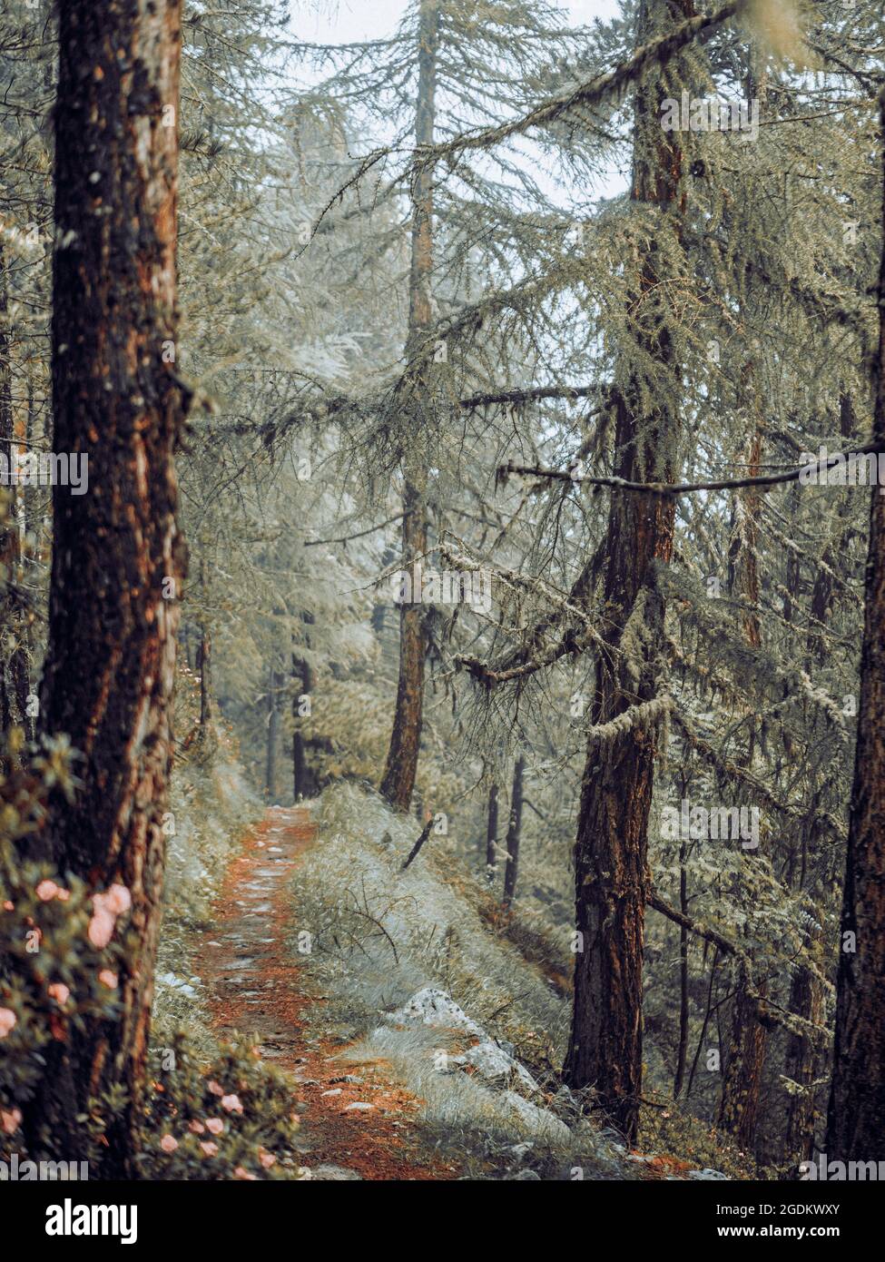 Dense lush alpine forests in Switzerland. The pine trees, rocks, moss ...