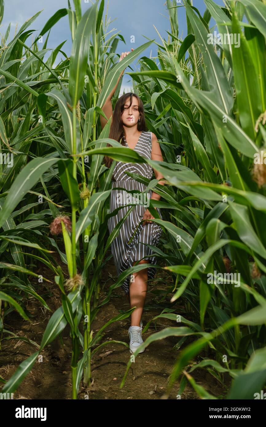 Walking in corn farm hi-res stock photography and images - Alamy