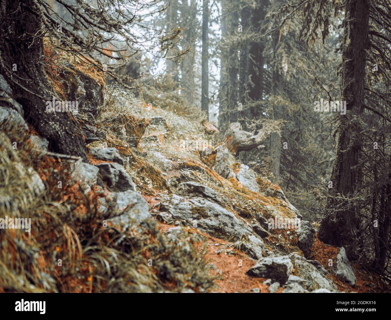 Dense lush alpine forests in Switzerland. The pine trees, rocks, moss ...