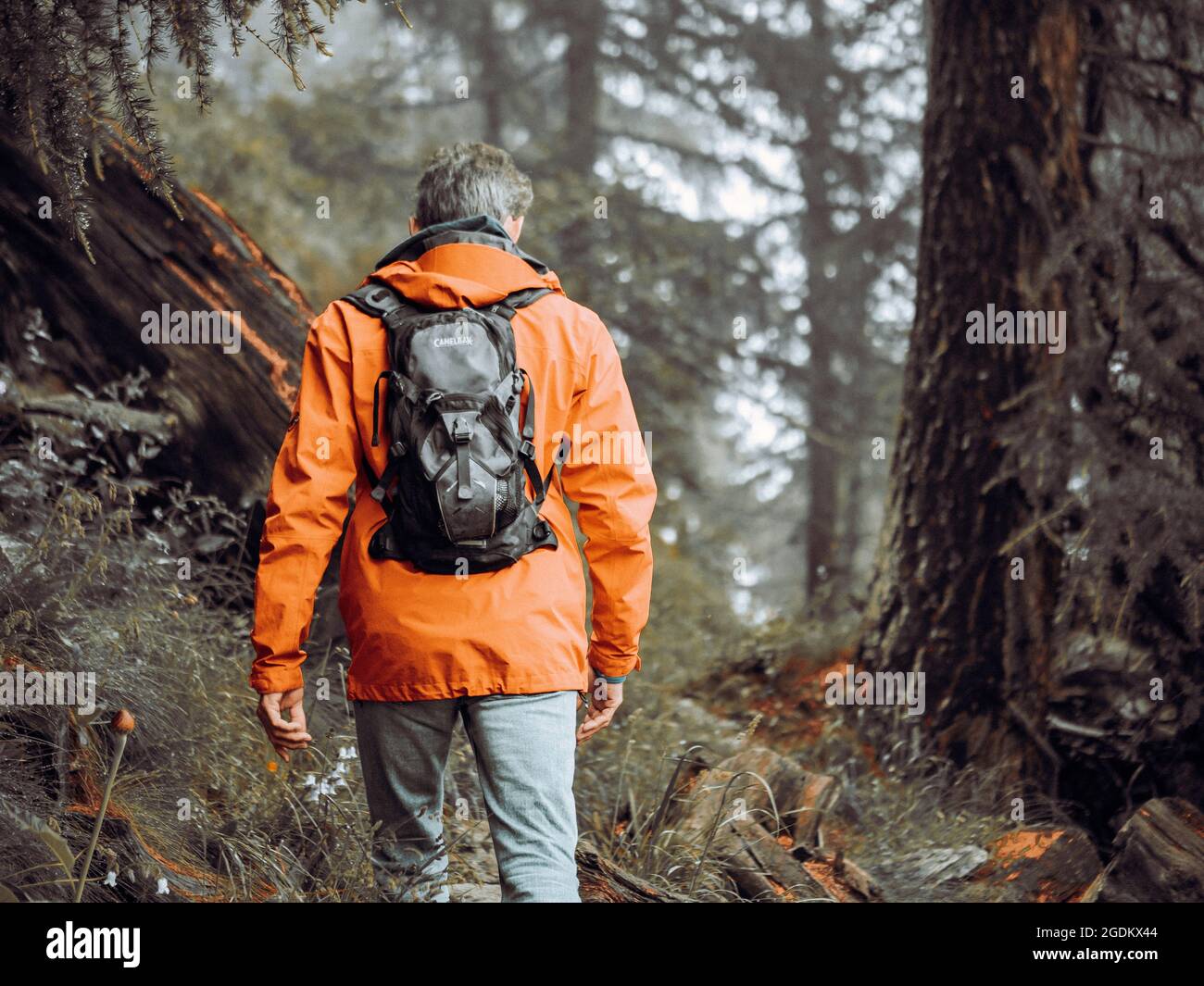 Dense lush alpine forests in Switzerland. The pine trees, rocks, moss ...
