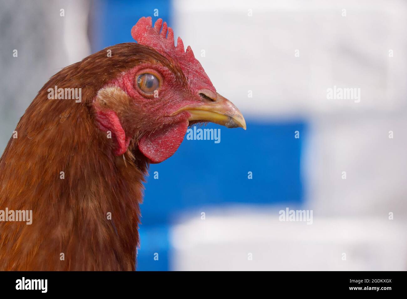 Chicken portrait side view, close-up. Portrait of a beautiful chicken ...