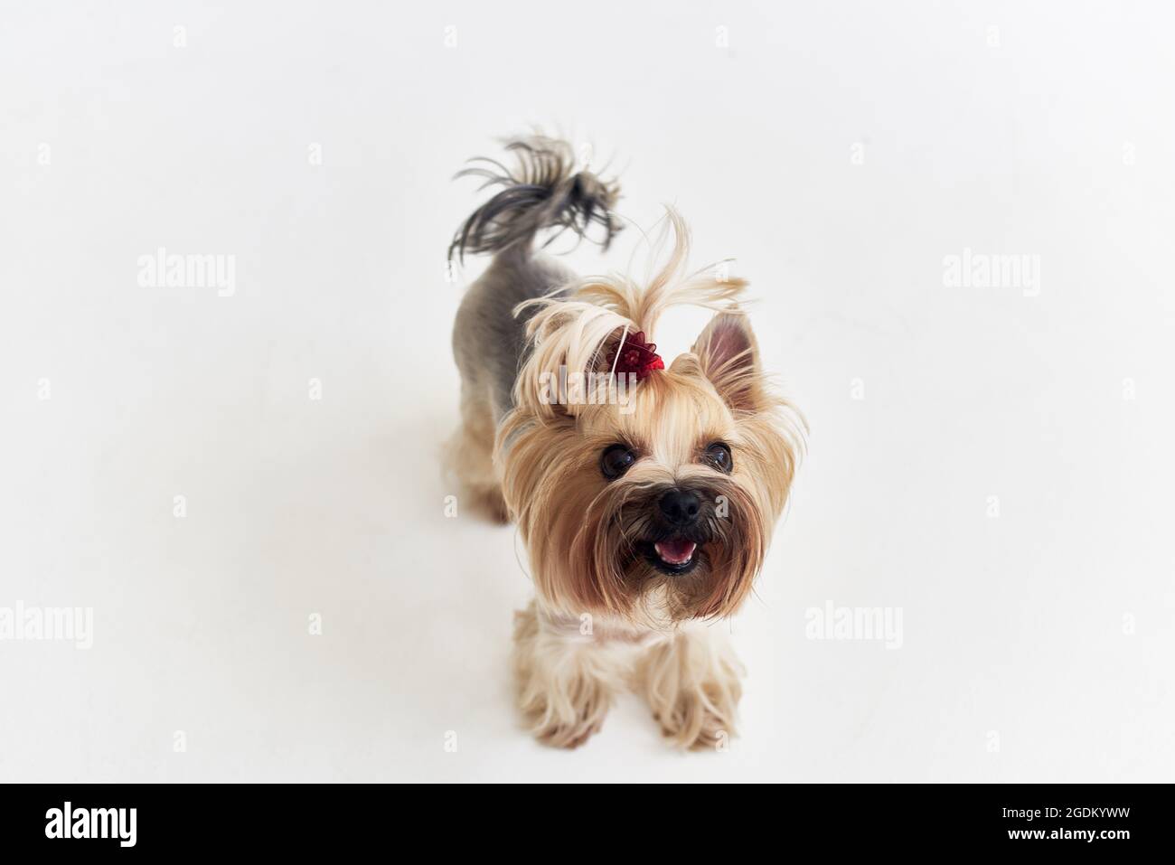 a small dog hairstyle for animals Studio Stock Photo - Alamy