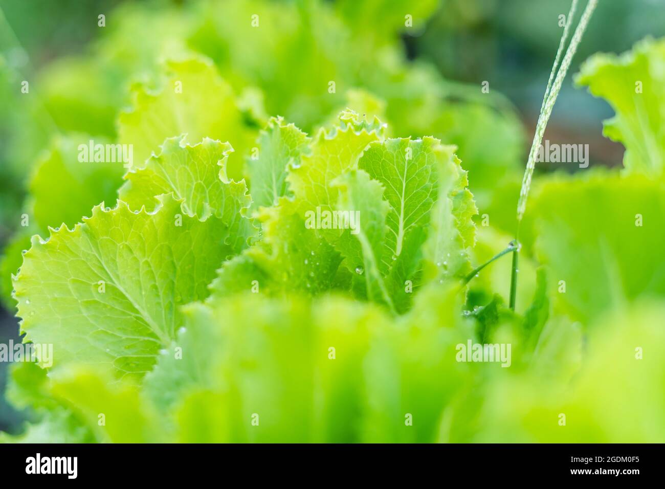 Green leafy lettuce grows in the garden close-up Stock Photo - Alamy