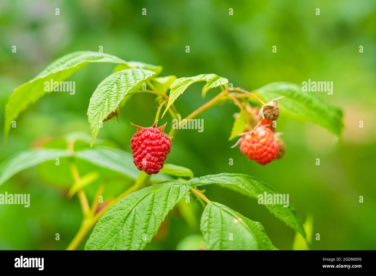 Grow on a bush hi-res stock photography and images - Alamy