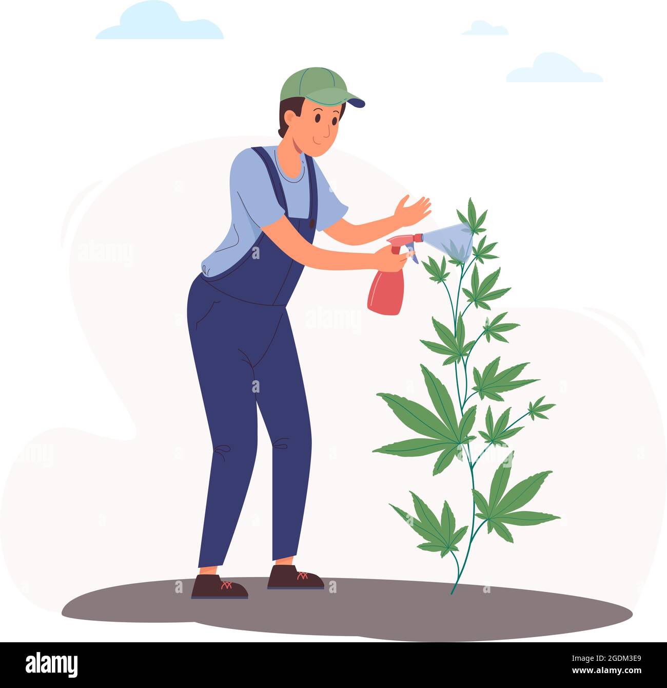 A worker sprays a cannabis bush from a spray bottle with a solution of ...