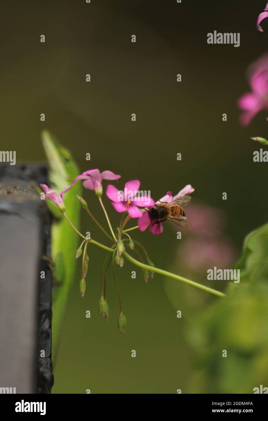 Texas tree lizard hi-res stock photography and images - Alamy