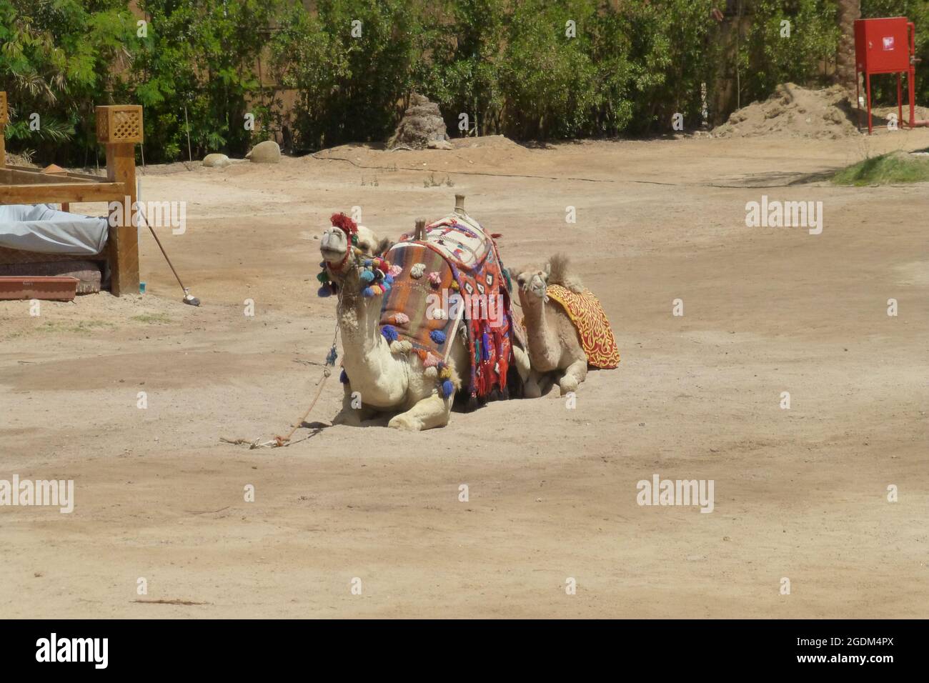 Camel dung hi-res stock photography and images - Alamy