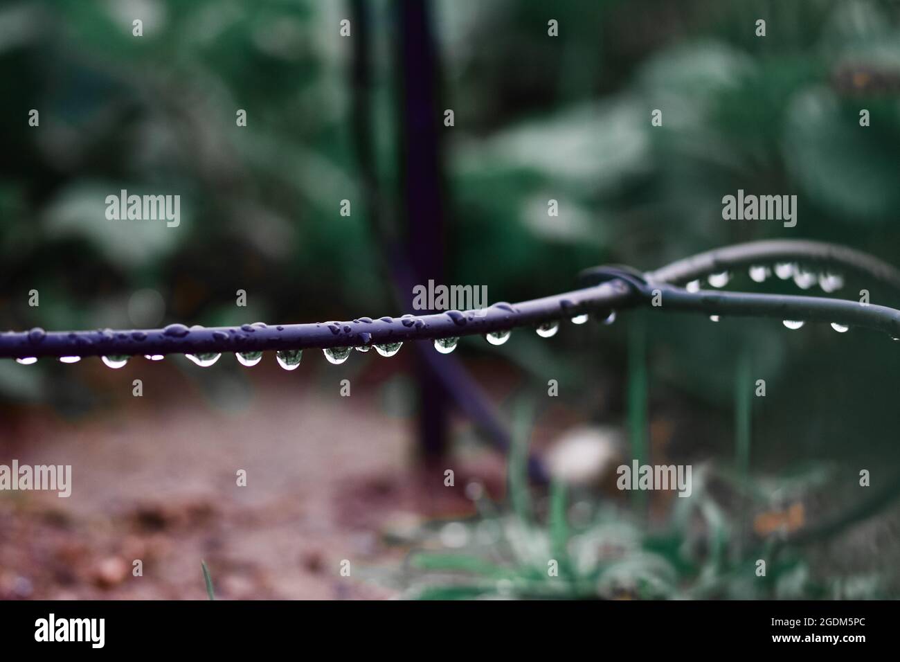 Closeup of a black wire covered in crystal clear rain droplets Stock ...