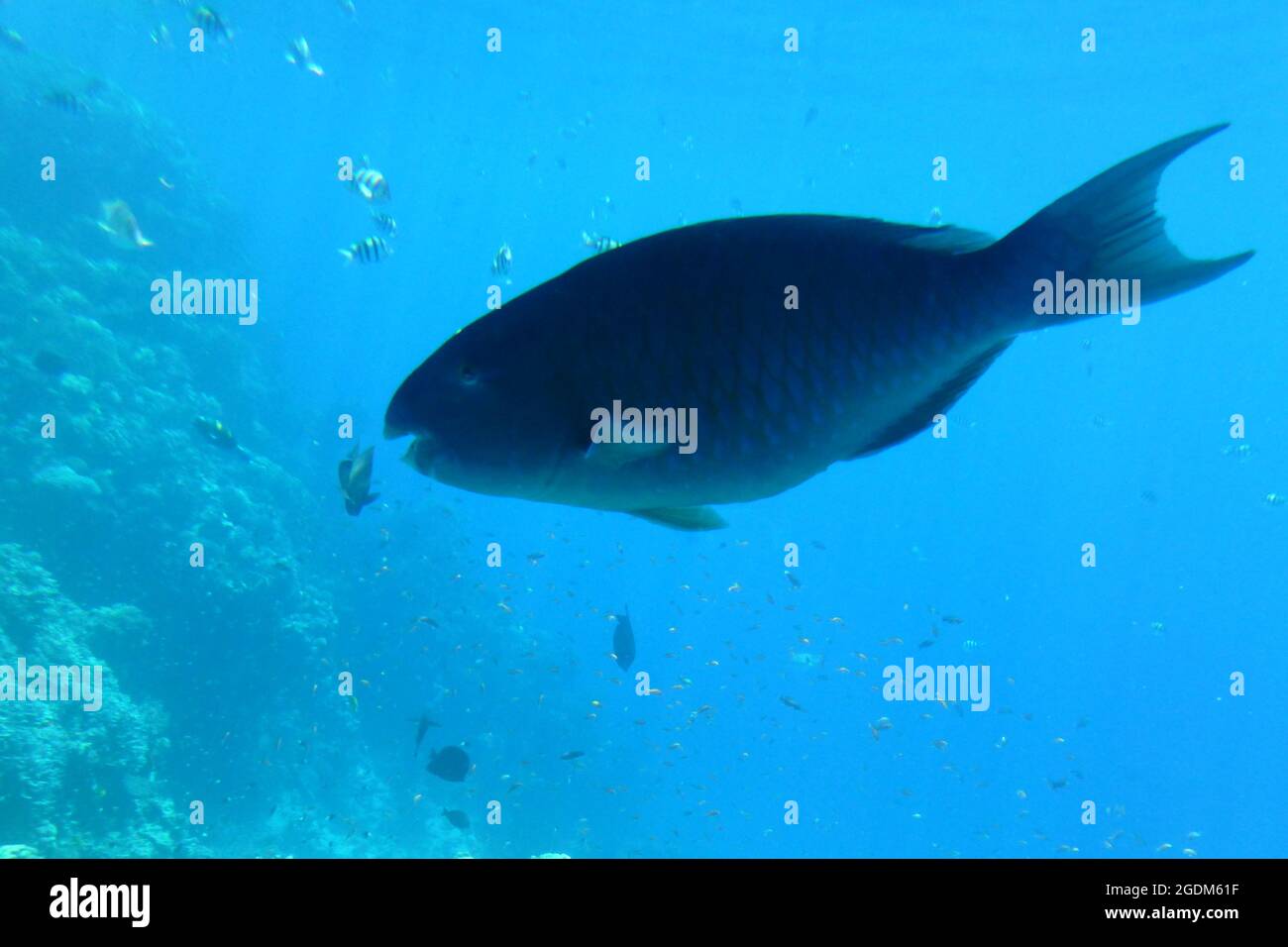 Fish at Sharm El Sheikh Egypt Stock Photo - Alamy