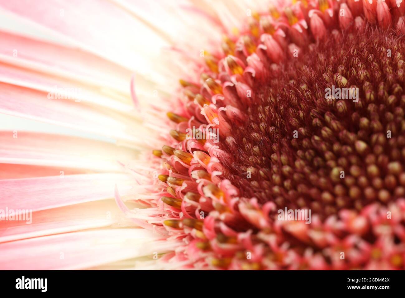 Gerbera flower background Stock Photo - Alamy