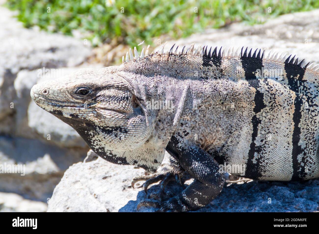 Black Iguana at the ruins of the ancient Maya city Tulum, Mexico Stock ...