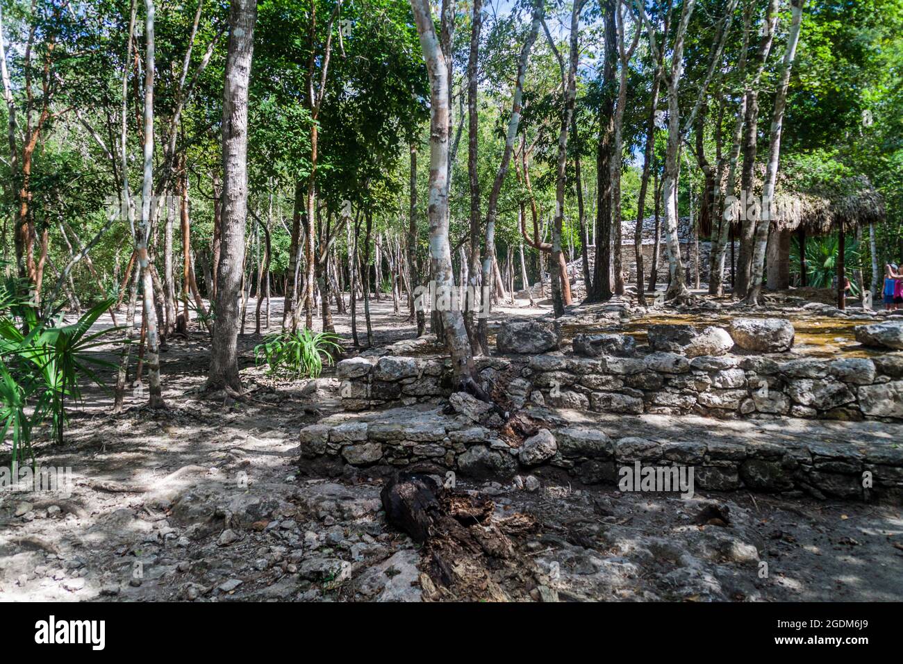 Ruins of the Mayan city Coba, Mexico Stock Photo - Alamy