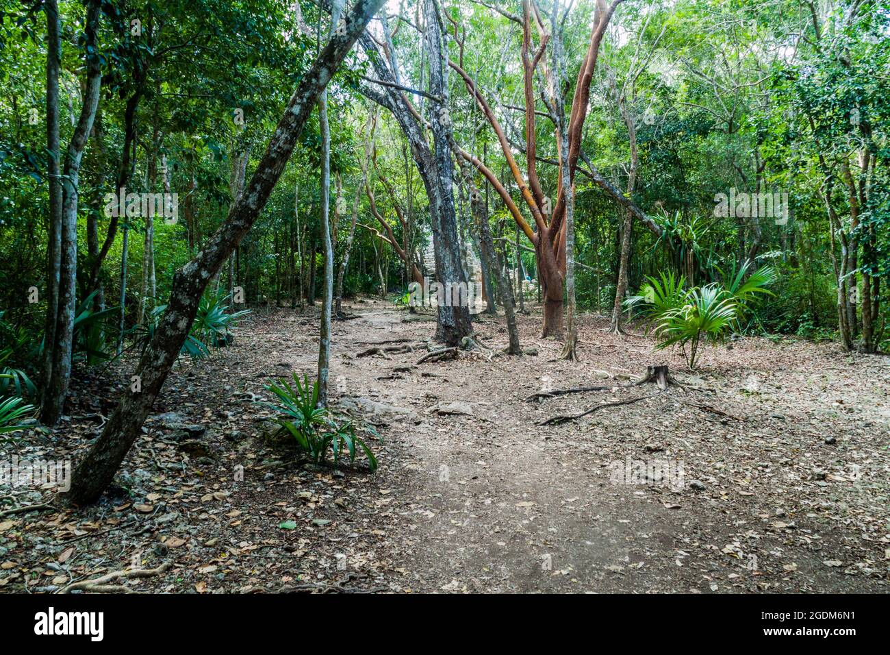 Forest trail at the ruins of the Mayan city Coba, Mexico Stock Photo ...