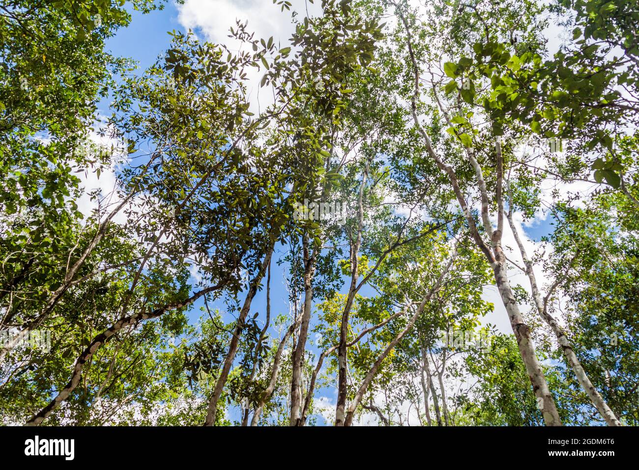 Mayan trees hi-res stock photography and images - Alamy