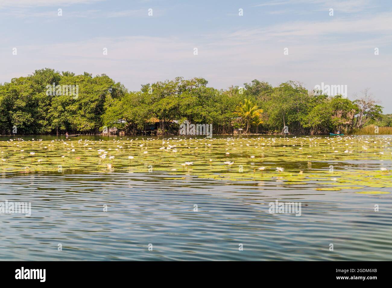 Waterlily covered Rio Dulce river, Guatemala Stock Photo - Alamy