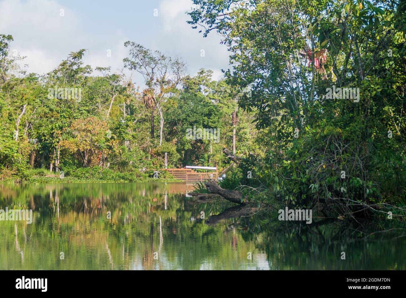 Forest lining the Rio Dulce river, Guatemala Stock Photo - Alamy