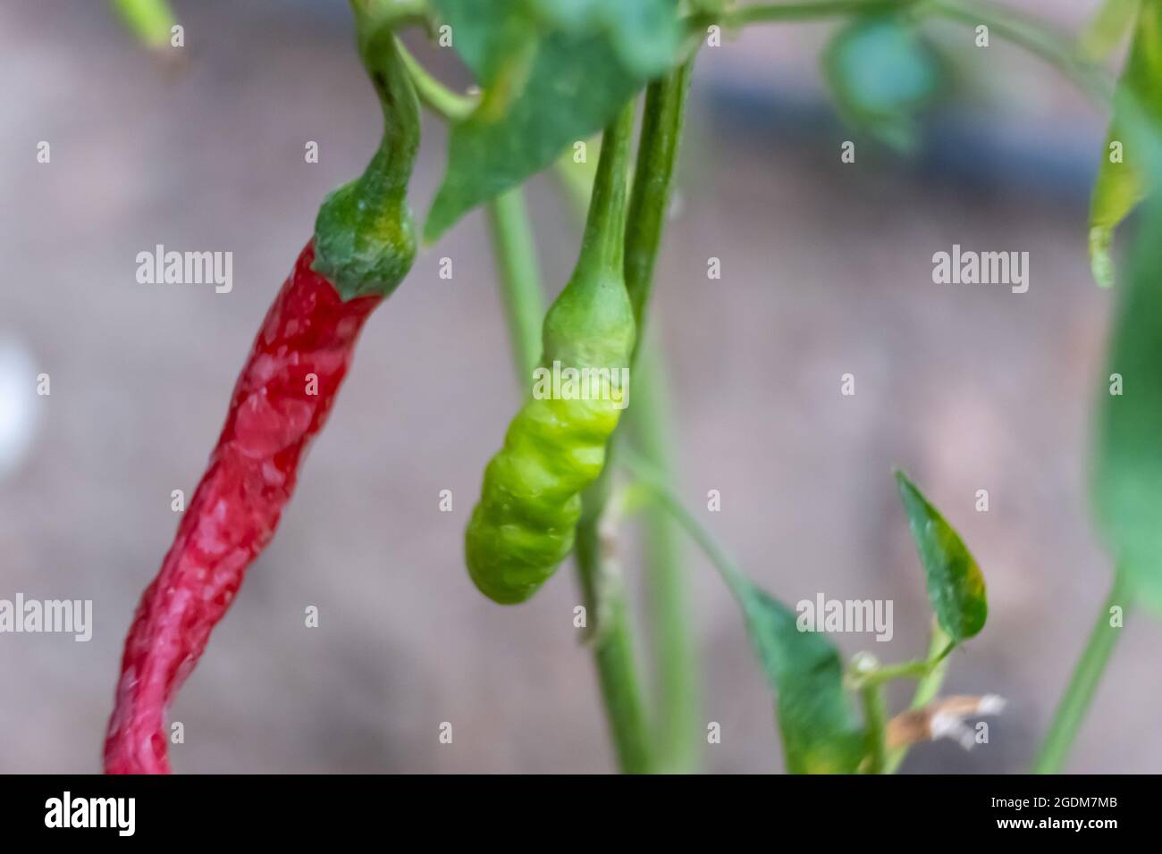 Isolated photo of red and green pepper in backyard garden cultivated ...