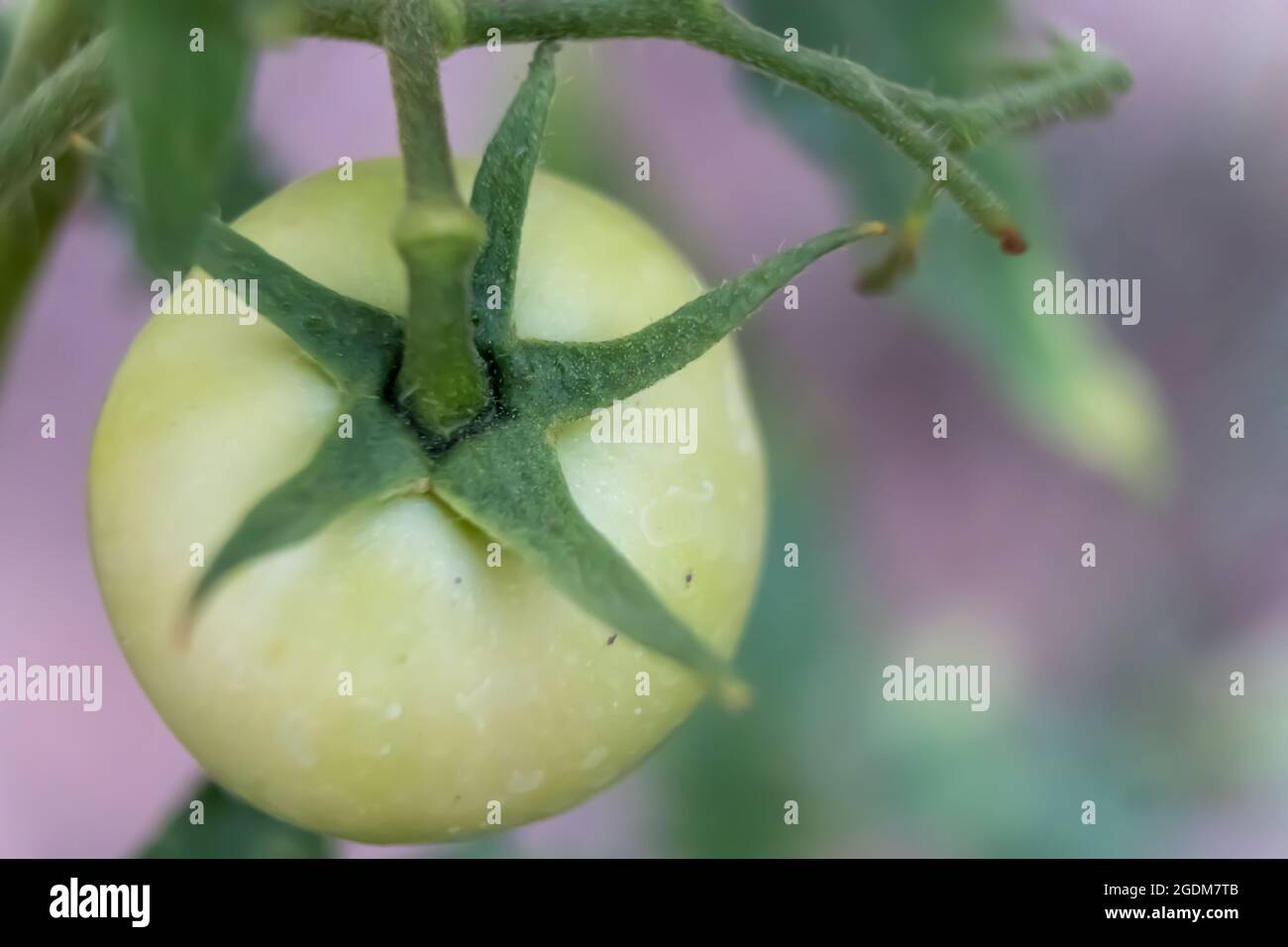 Isolated photo of organic green tomato in, concept of farming in ...