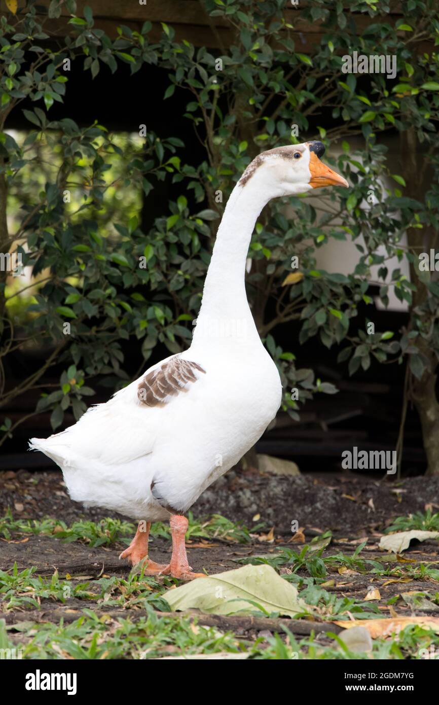 White goose walk on hi-res stock photography and images - Alamy
