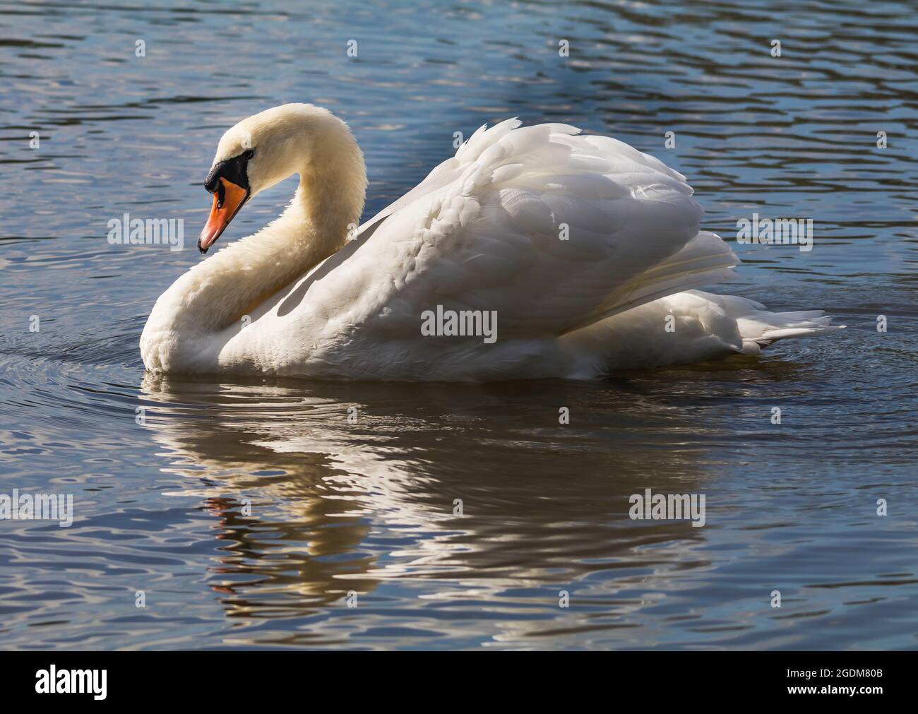 Swans Backwell Lake Nature Reserve Stock Photo - Alamy