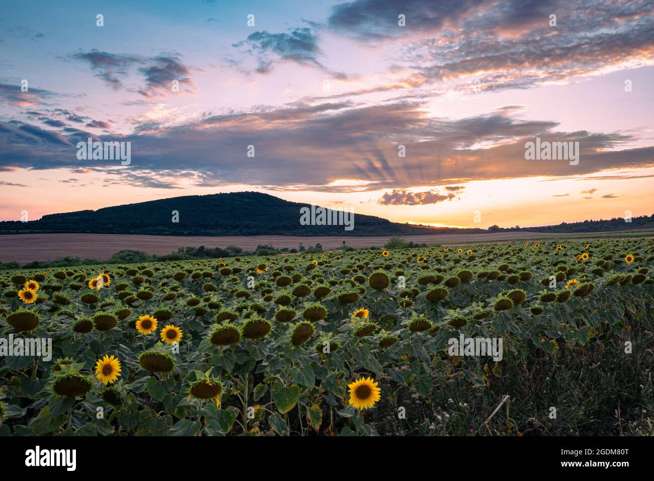 Beautiful sunrise over mountain sunflower hi-res stock photography and ...