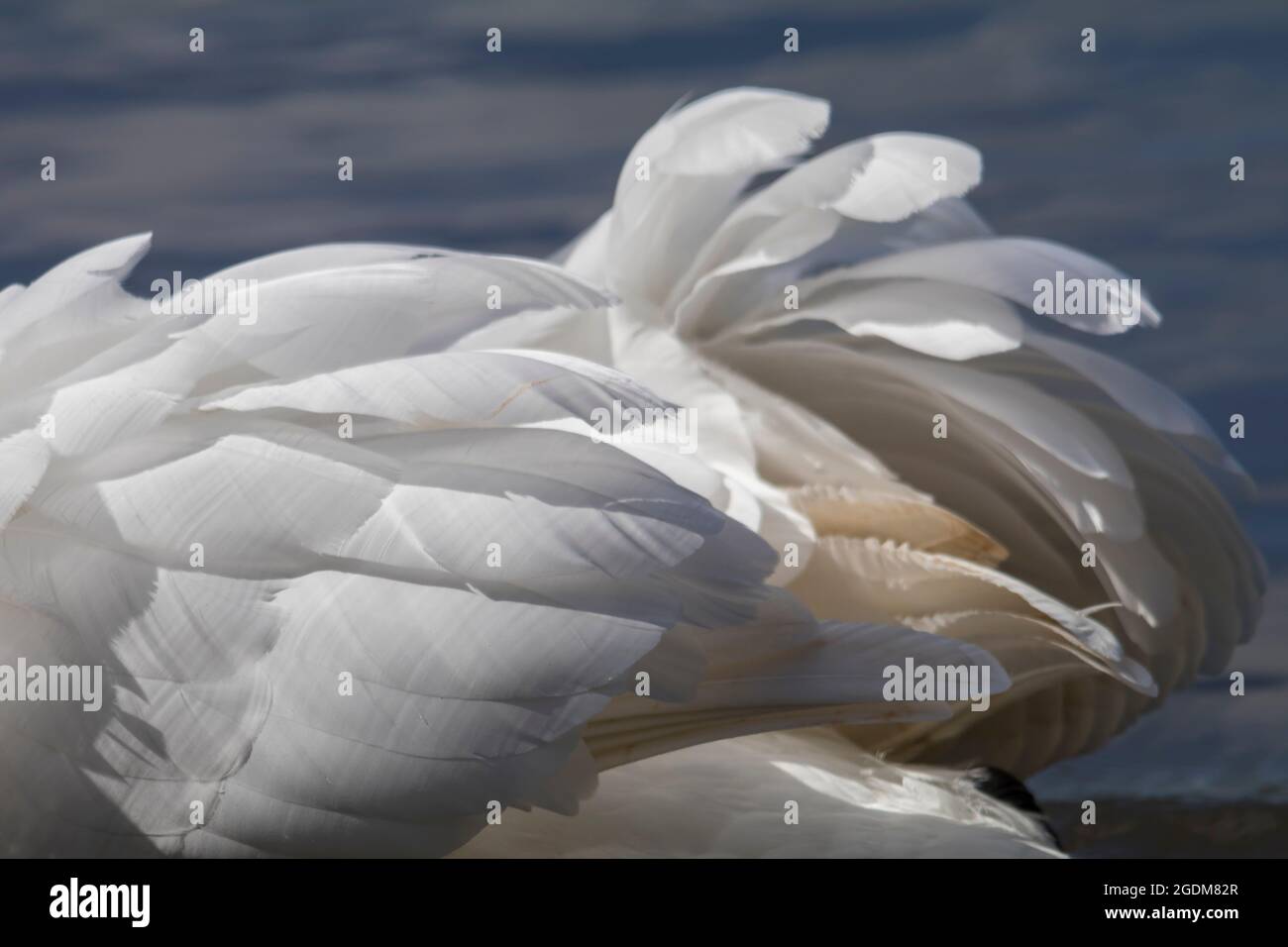 Swans Backwell Lake Nature Reserve Stock Photo - Alamy
