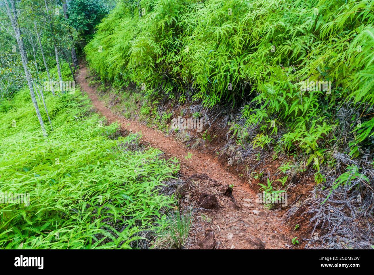 Hiking trail in Cockscomb Basin Wildlife Sanctuary, Belize Stock Photo ...